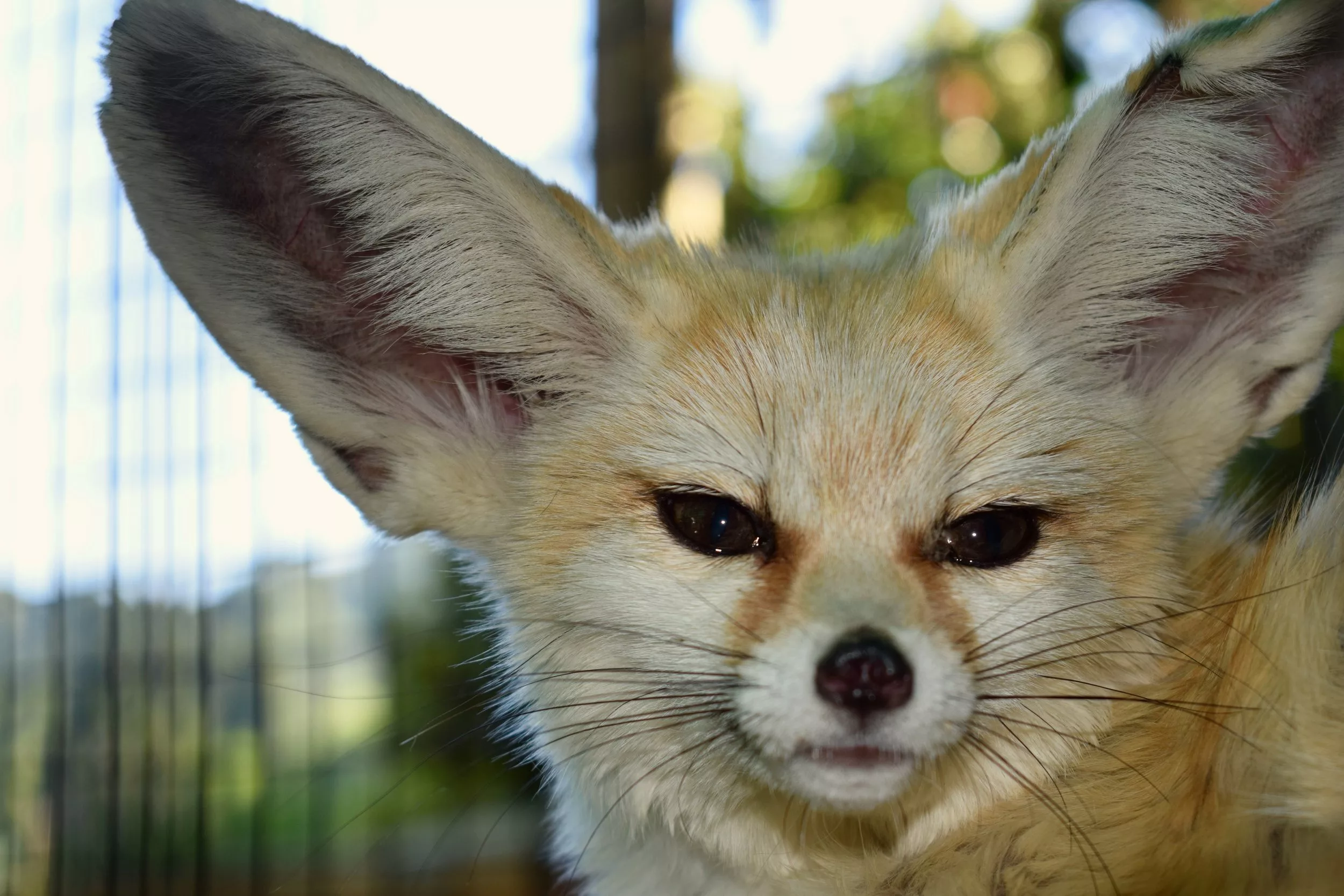 Events from June 23 – July 1 – Children's Museum of Sonoma County